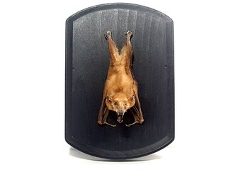 Taxidermy bat | Etsy