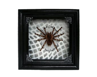Real framed spiders and insects by TarantulaBox on Etsy