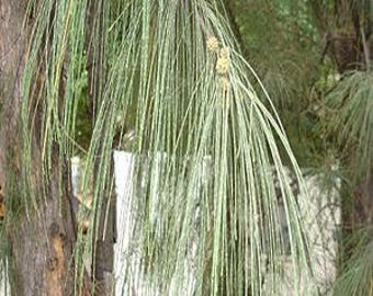 Pine tree seeds | Etsy