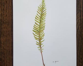 Fern drawing | Etsy