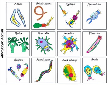 Microscopic animals | Etsy