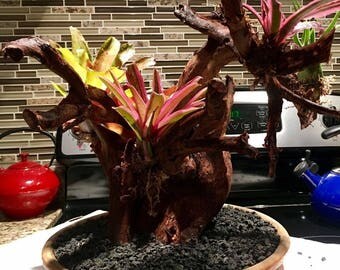 Bromeliads | Etsy