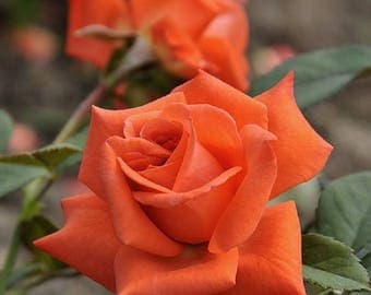 Orange rose bush | Etsy