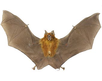 Taxidermy bat | Etsy