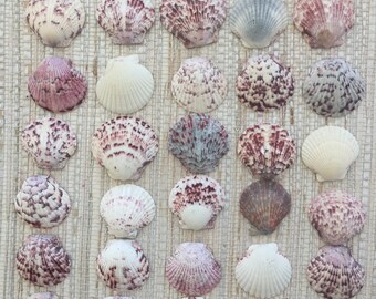 Bulk seashells | Etsy