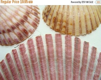 Calico scallop shell | Etsy