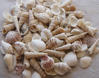 Bulk seashells | Etsy
