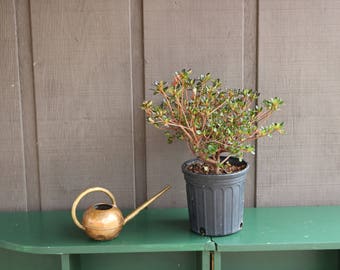 Vintage watering can | Etsy