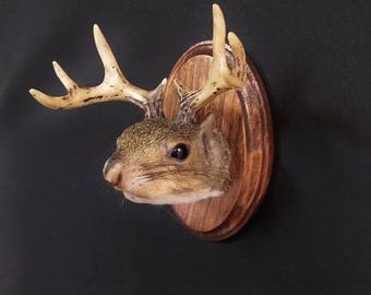 Taxidermy squirrel | Etsy