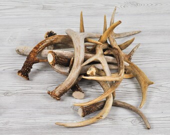 Real deer antlers | Etsy