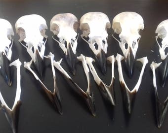 Crow On A Skull Gothic Macabre Art Print Medieval Memento Mori