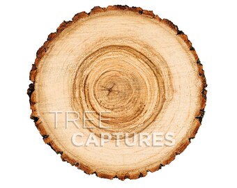 Tree ring art | Etsy