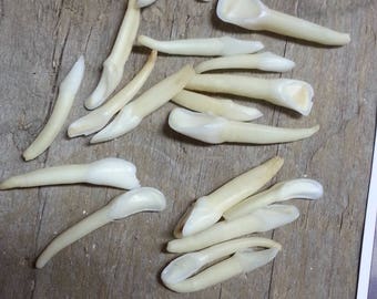 Real Animal Teeth Assorted Species 25 Pieces Stock No.