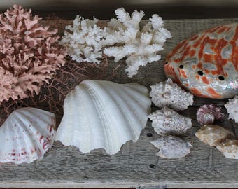 Sea shell collection | Etsy