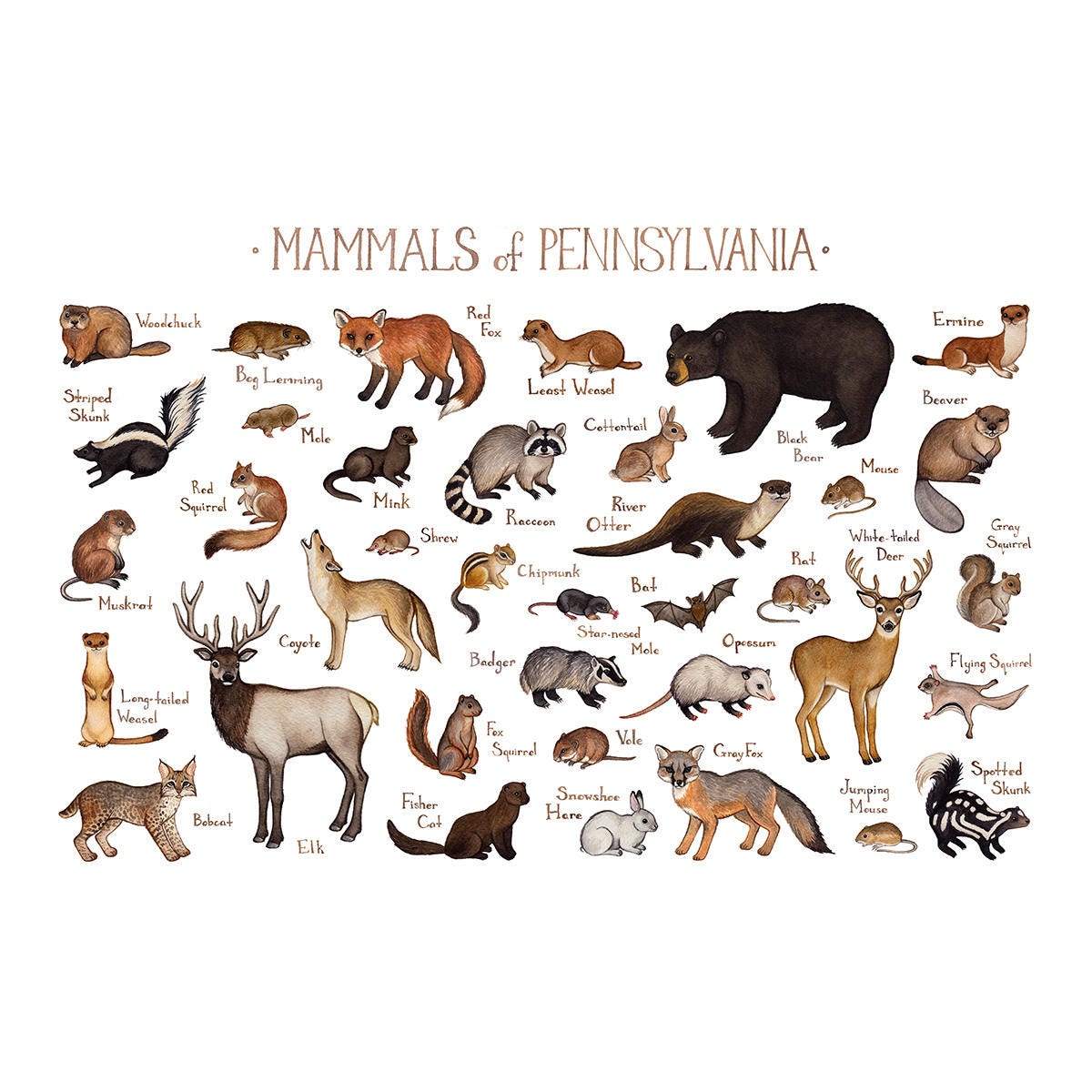 Pennsylvania Mammals Field Guide Art Print / Animals of