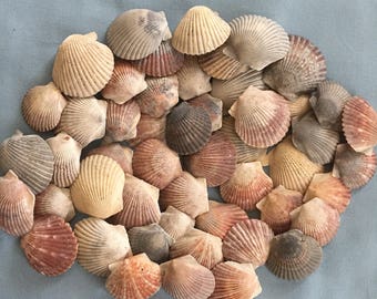 Bulk seashells | Etsy