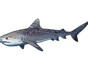 Tiger shark print | Etsy