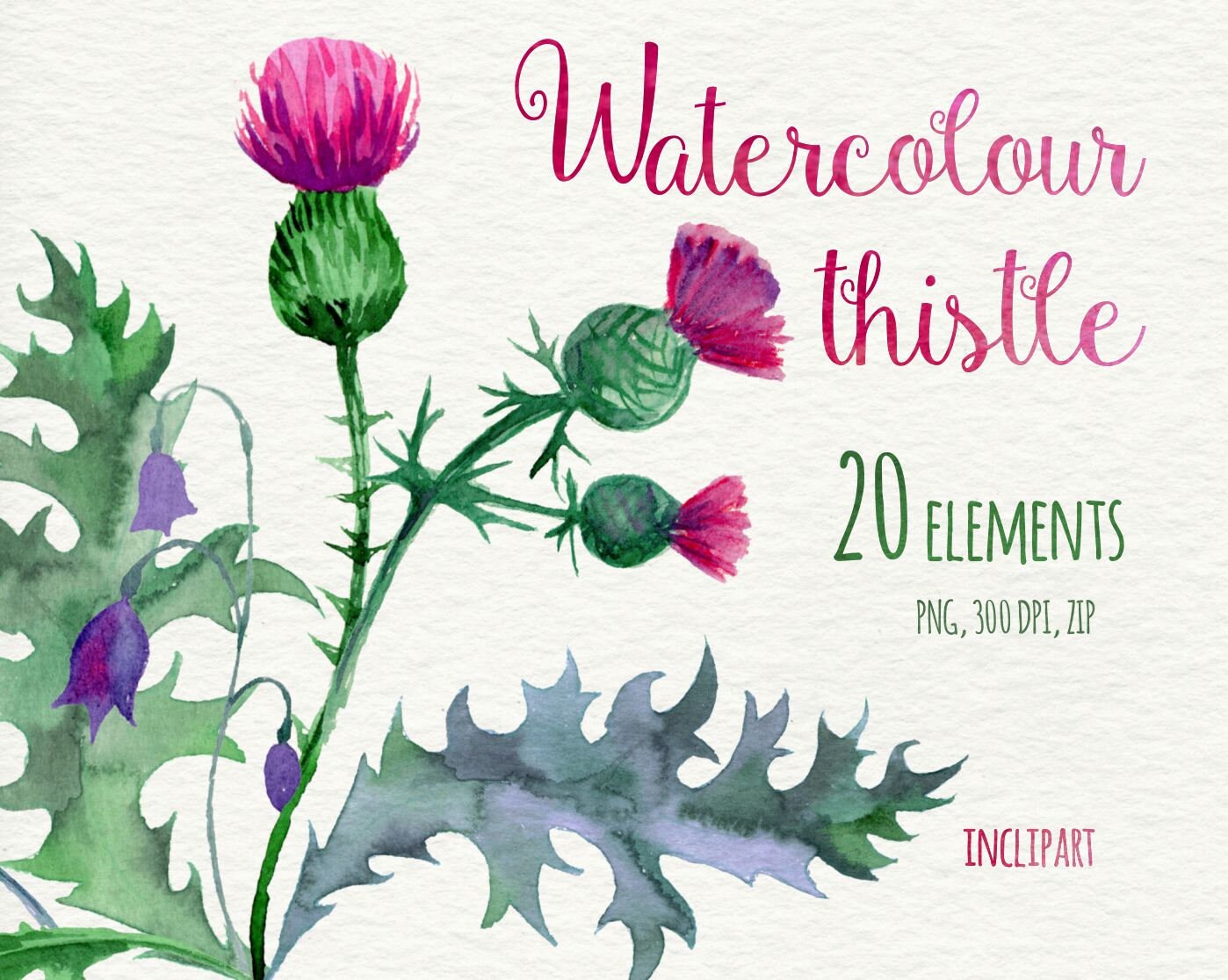 Watercolor Thistle wreath corner elements clip art. Hand