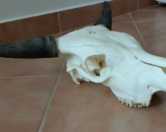 Real cow skull | Etsy