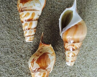 Carved conch shell | Etsy