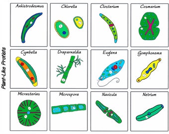 Protist | Etsy