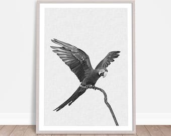 Macaw poster | Etsy