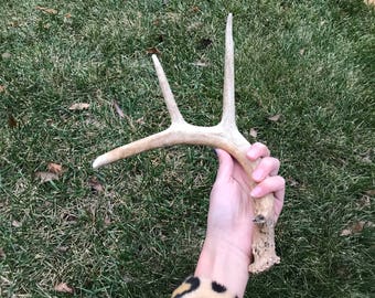 Small deer antlers | Etsy