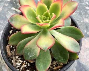 Aeonium | Etsy