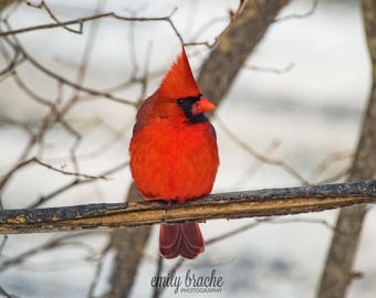 Cardinal Photography Two Male Cardinals Brilliant Scarlet Red
