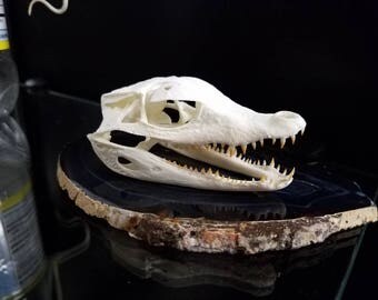 Caiman | Etsy