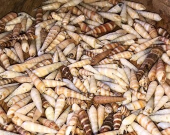 Bulk seashells | Etsy