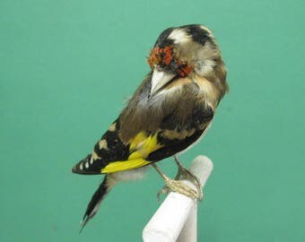 European mount | Etsy