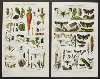 Antique insect print | Etsy