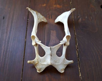 Goat skeleton | Etsy