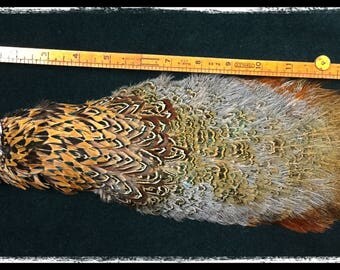 Wild Manchurian Ringneck Pheasant Feathers Pelt Skin