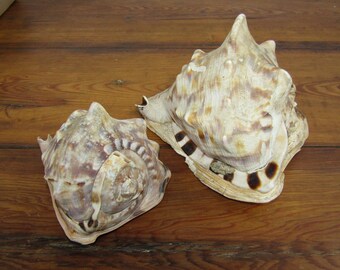 Queen helmet shell | Etsy