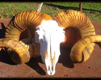 Ram skull | Etsy