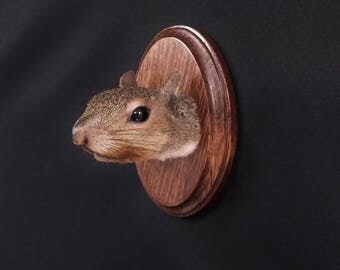 Taxidermy squirrel | Etsy