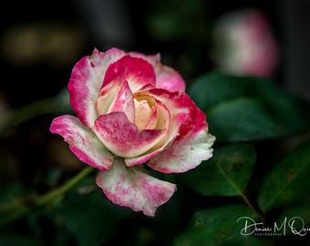 Floral Photography Set Romantic Photo Collection Roses