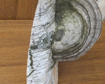 Birch tree bark | Etsy