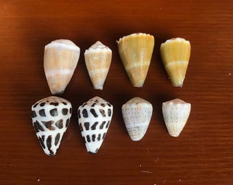 Cone shell jewelry | Etsy