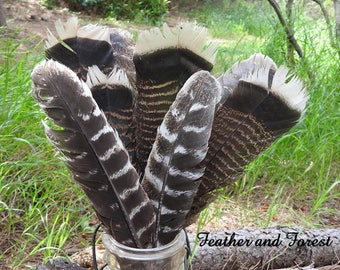 Wild turkey feathers | Etsy