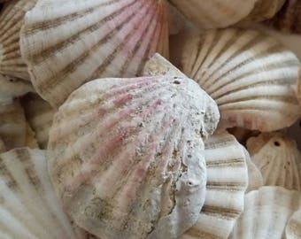 Natural Scallop Shells for Hors D'Oeuvres 3 x 3 inches