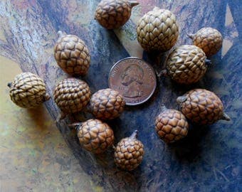 Tree seed pods | Etsy