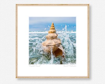 Seashell Photography Sea Shell Photography Seashell Photo