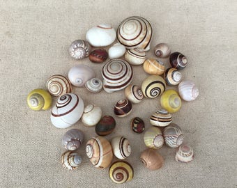 Snail shells | Etsy