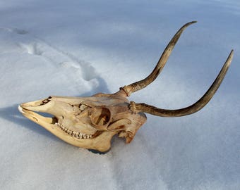 Deer skull art | Etsy