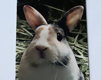 Dutch bunny rabbit | Etsy