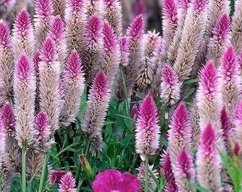 Celosia seeds | Etsy