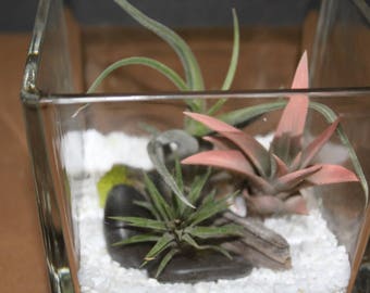 Square terrarium | Etsy